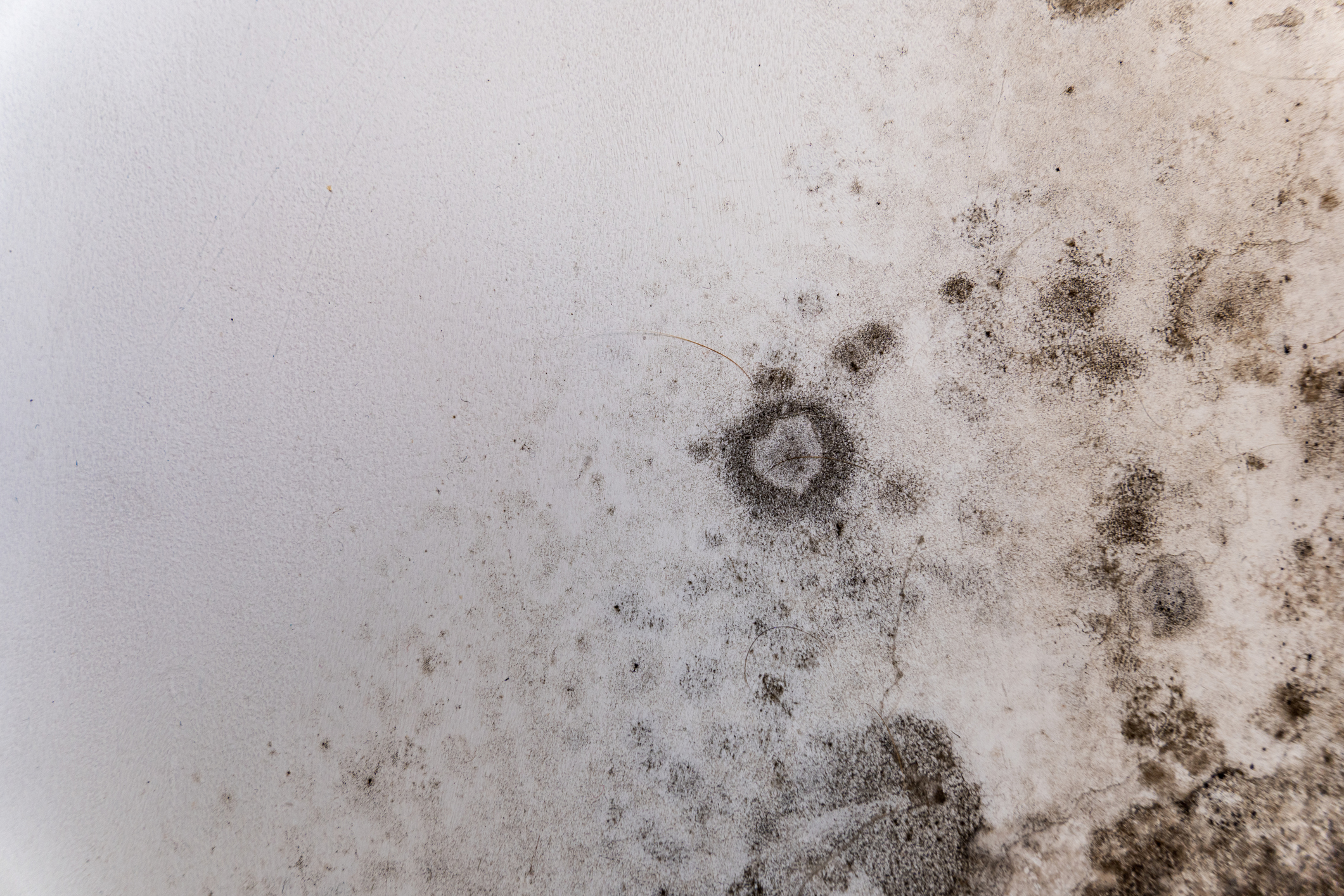 Debunking Common Mold Myths In Santa Clarita | Mailman Environmental